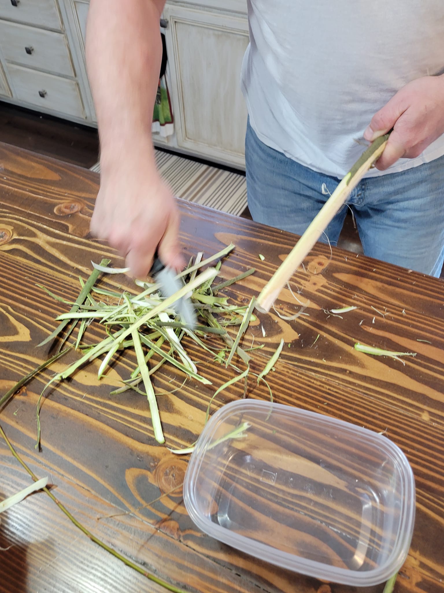 Willow Trees – Natural Aspirin – RJ Homestead