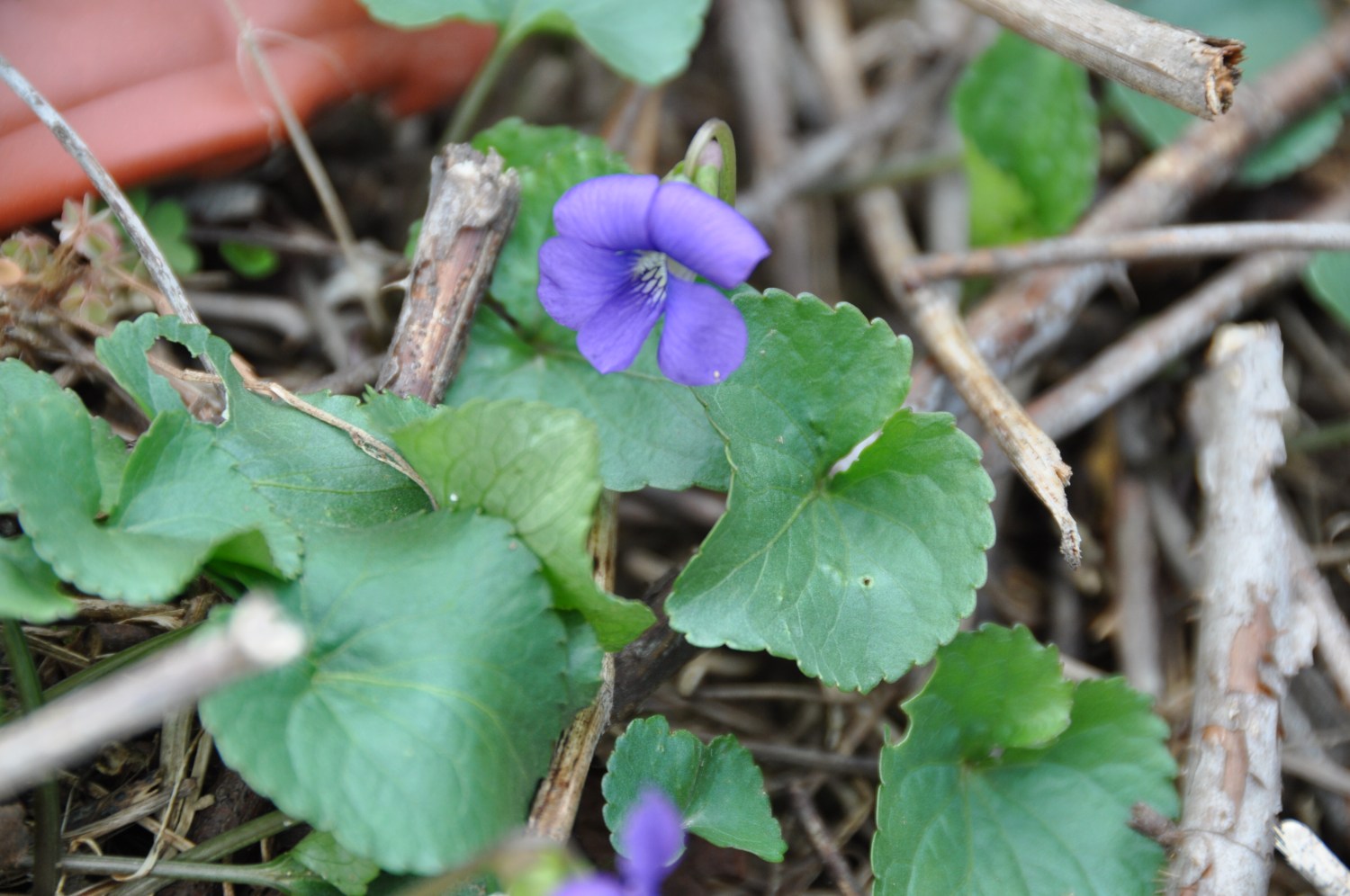Discovering the Delights of Wild Violets with My Little Explorer – RJ ...