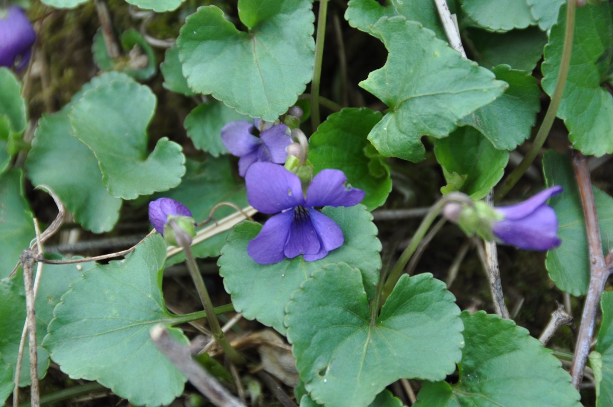 Discovering the Delights of Wild Violets with My Little Explorer – RJ ...