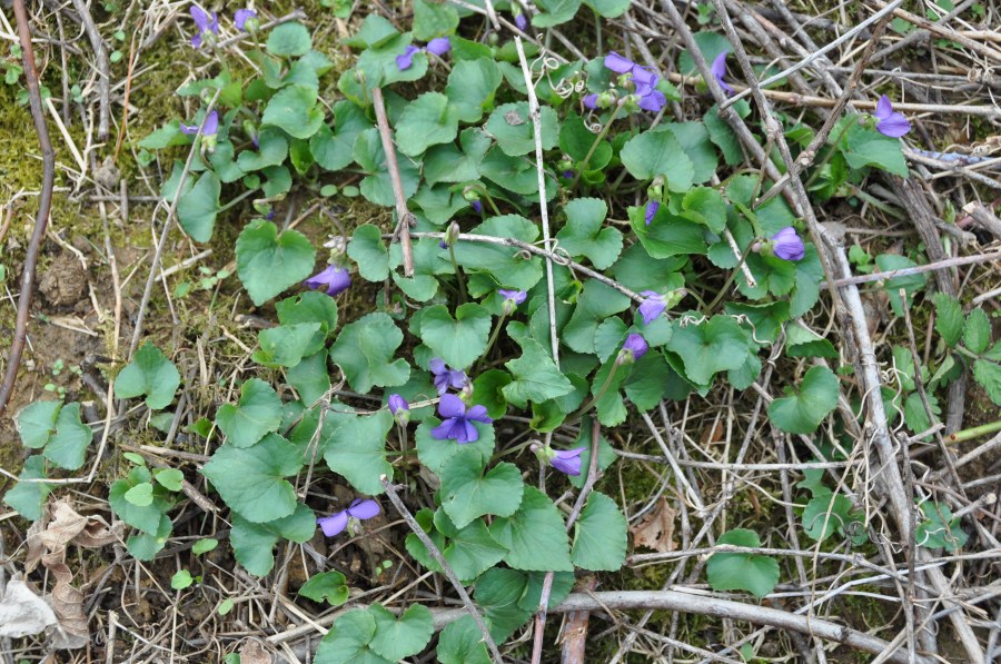 Discovering the Delights of Wild Violets with My Little Explorer – RJ ...