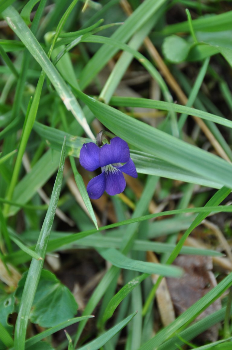Discovering the Delights of Wild Violets with My Little Explorer – RJ ...