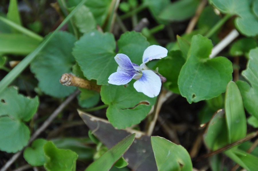 Discovering the Delights of Wild Violets with My Little Explorer – RJ ...