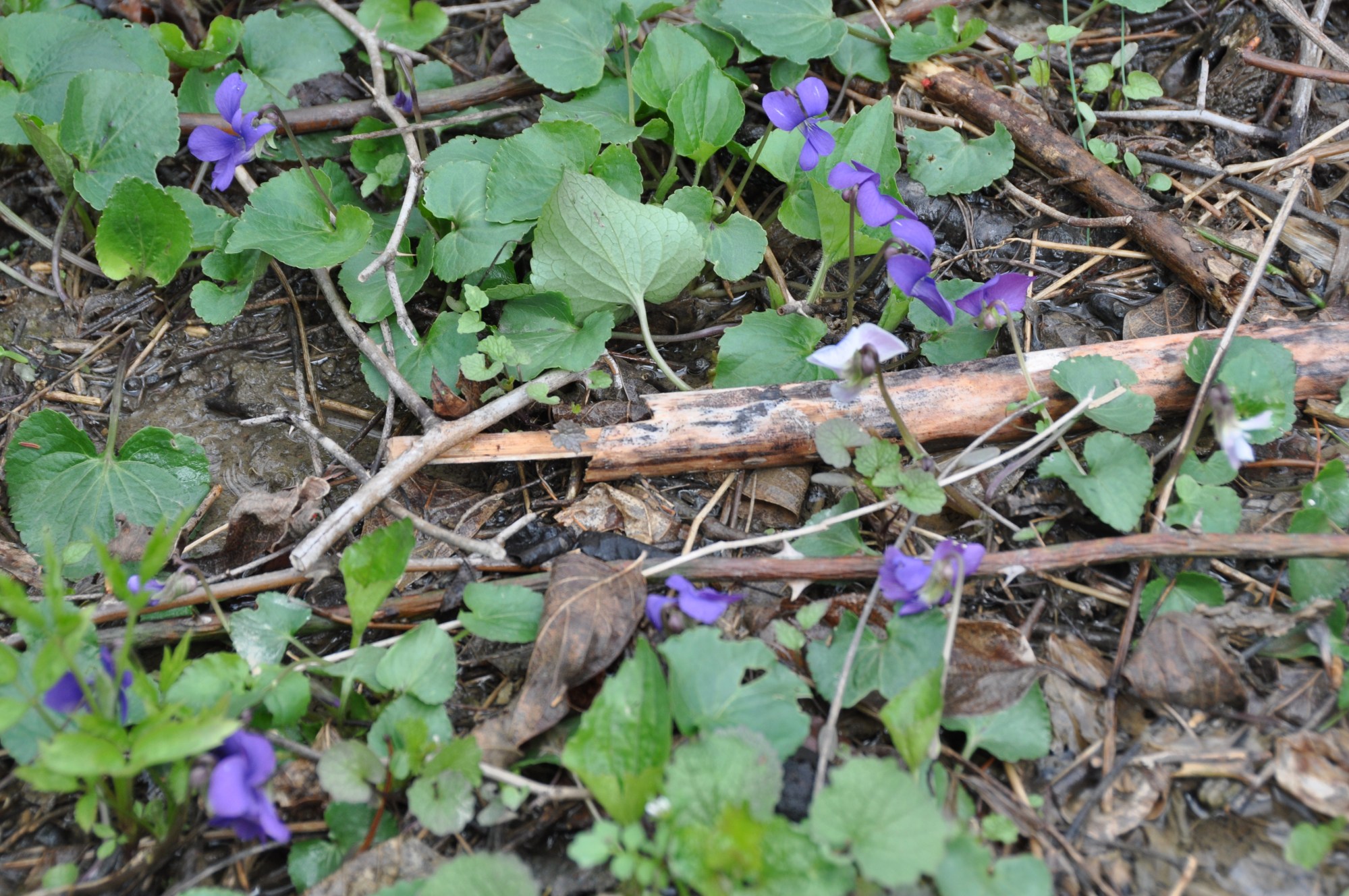 Discovering the Delights of Wild Violets with My Little Explorer – RJ ...