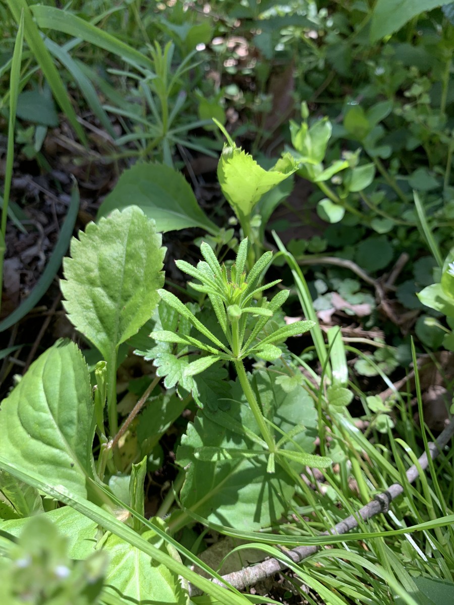 The Sticky Surprise: The Benefits of Cleavers – RJ Homestead