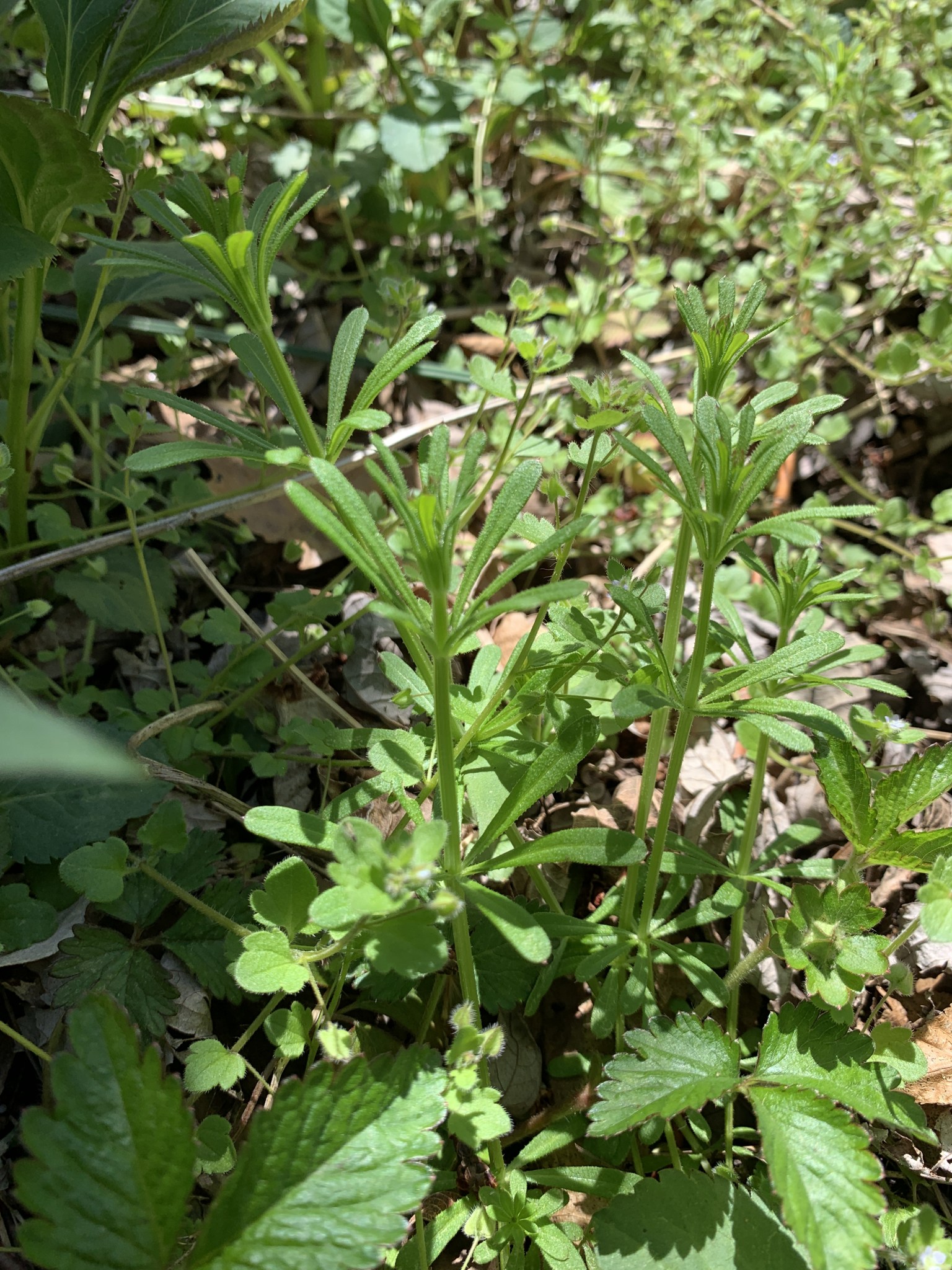 The Sticky Surprise: The Benefits of Cleavers – RJ Homestead