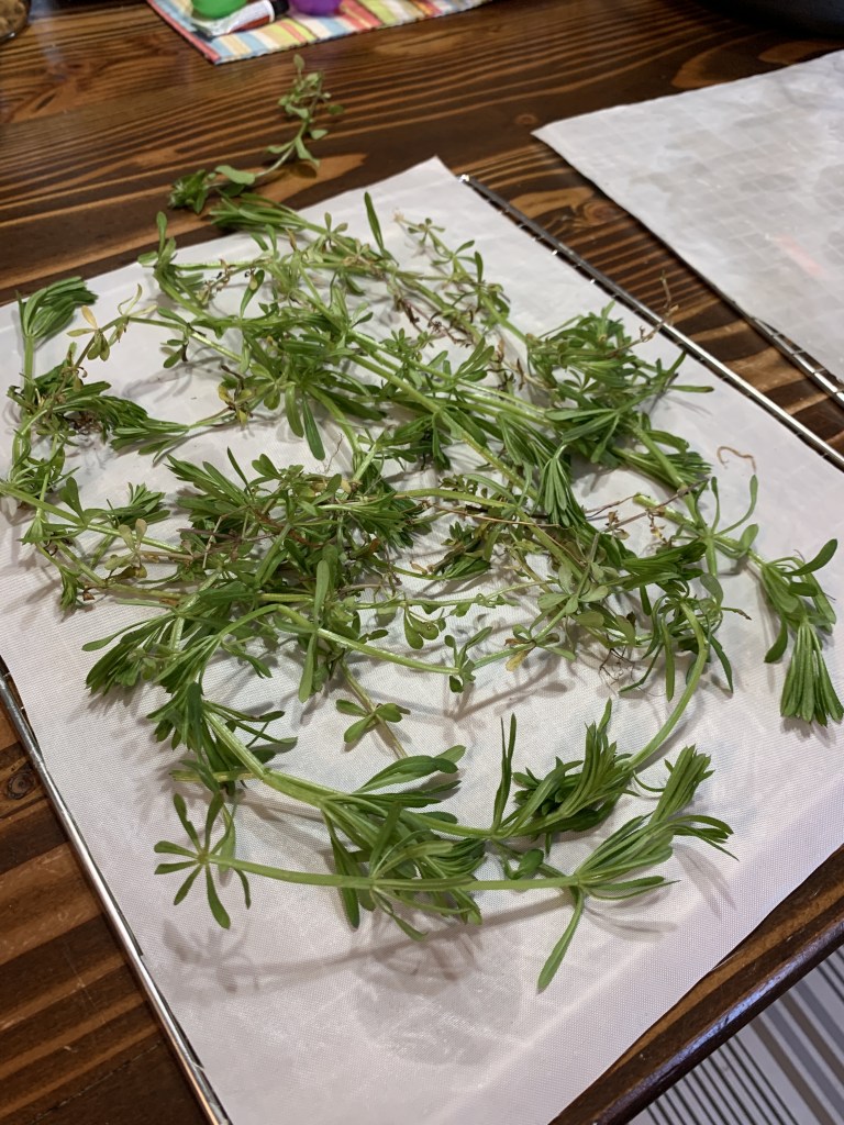 The Sticky Surprise: The Benefits of Cleavers – RJ Homestead