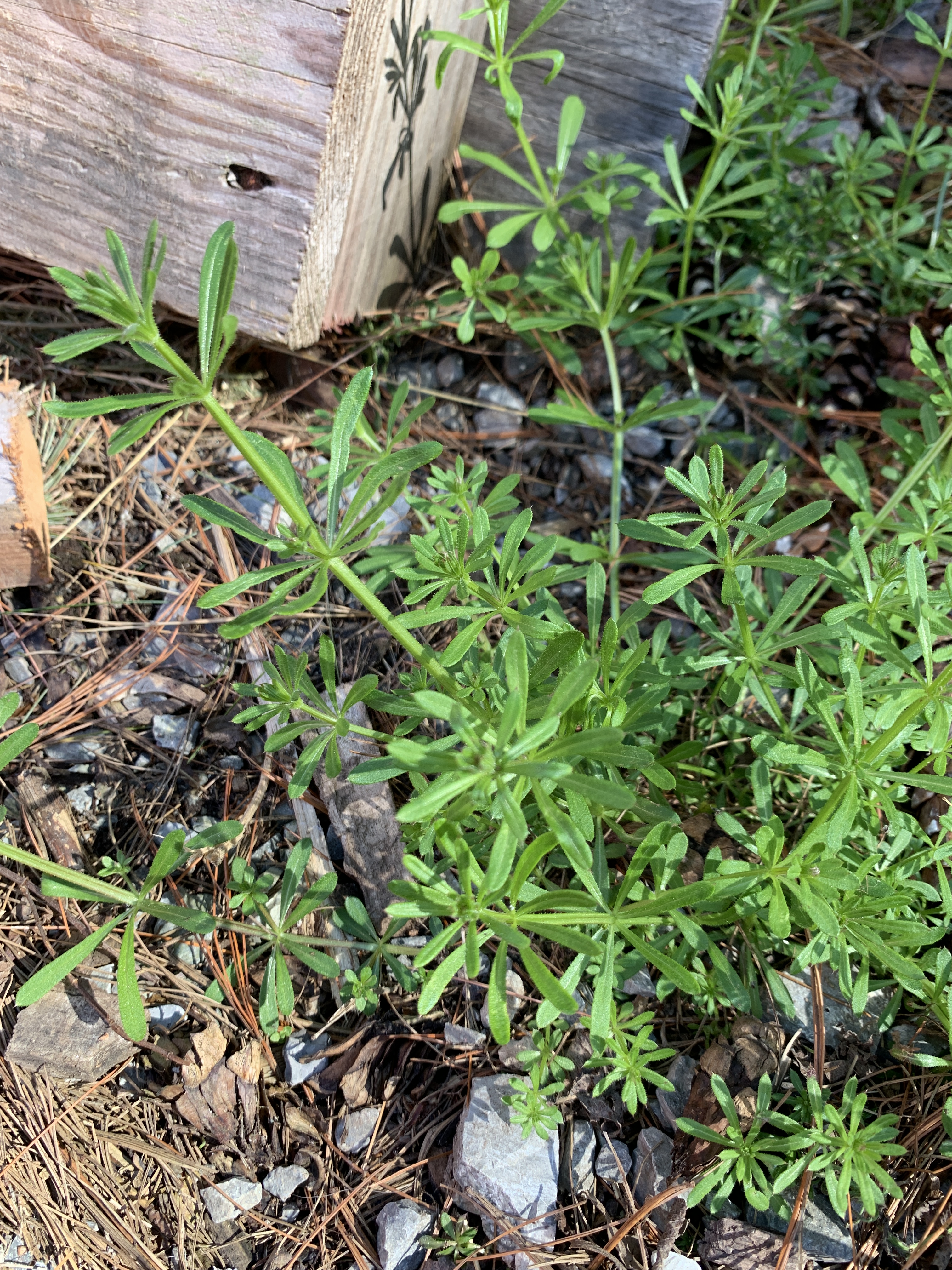 The Sticky Surprise: The Benefits of Cleavers – RJ Homestead