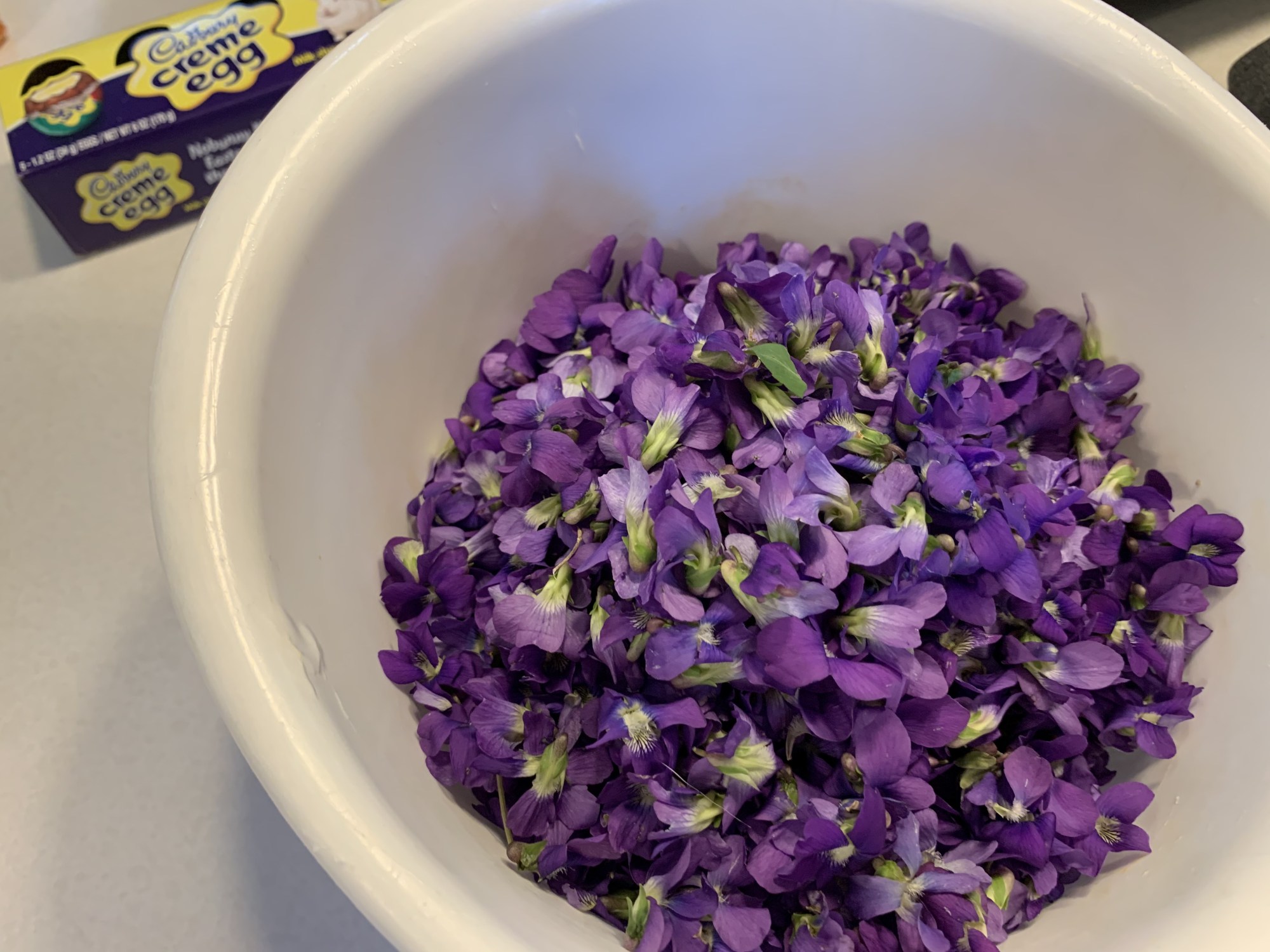 Discovering the Delights of Wild Violets with My Little Explorer – RJ ...