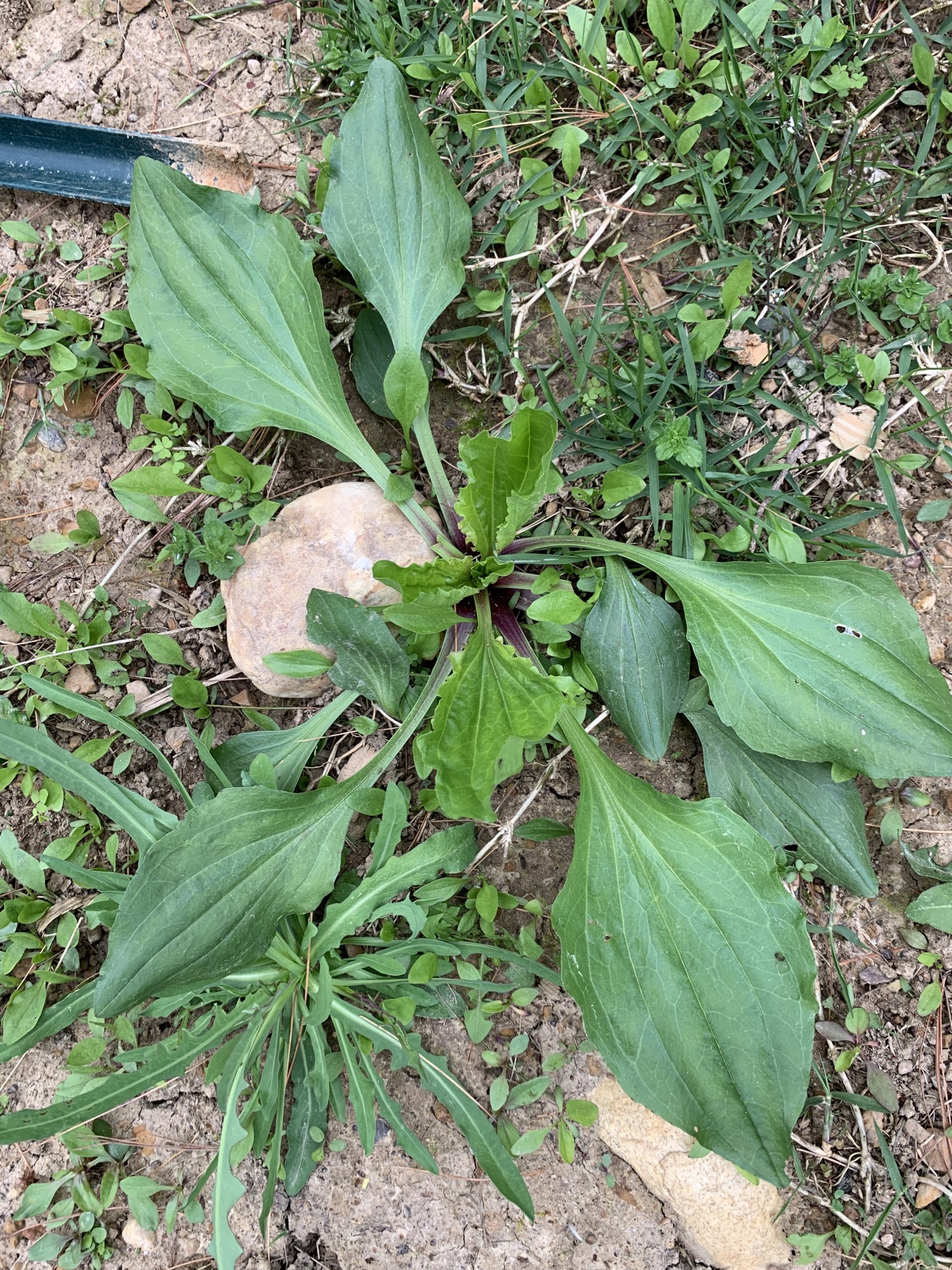 Plantain Power: The Humble Weed in Your Backyard – RJ Homestead