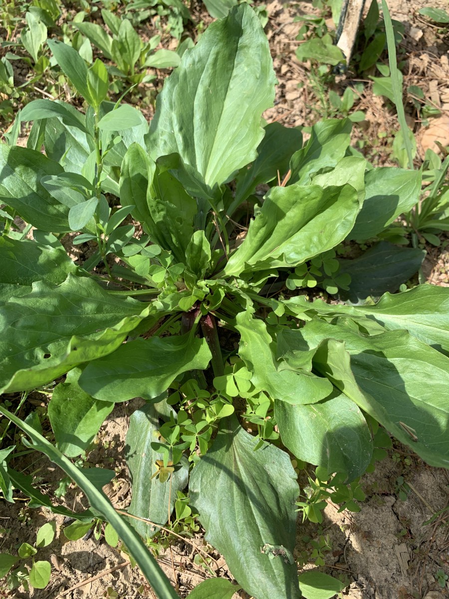 Plantain Power: The Humble Weed in Your Backyard – RJ Homestead