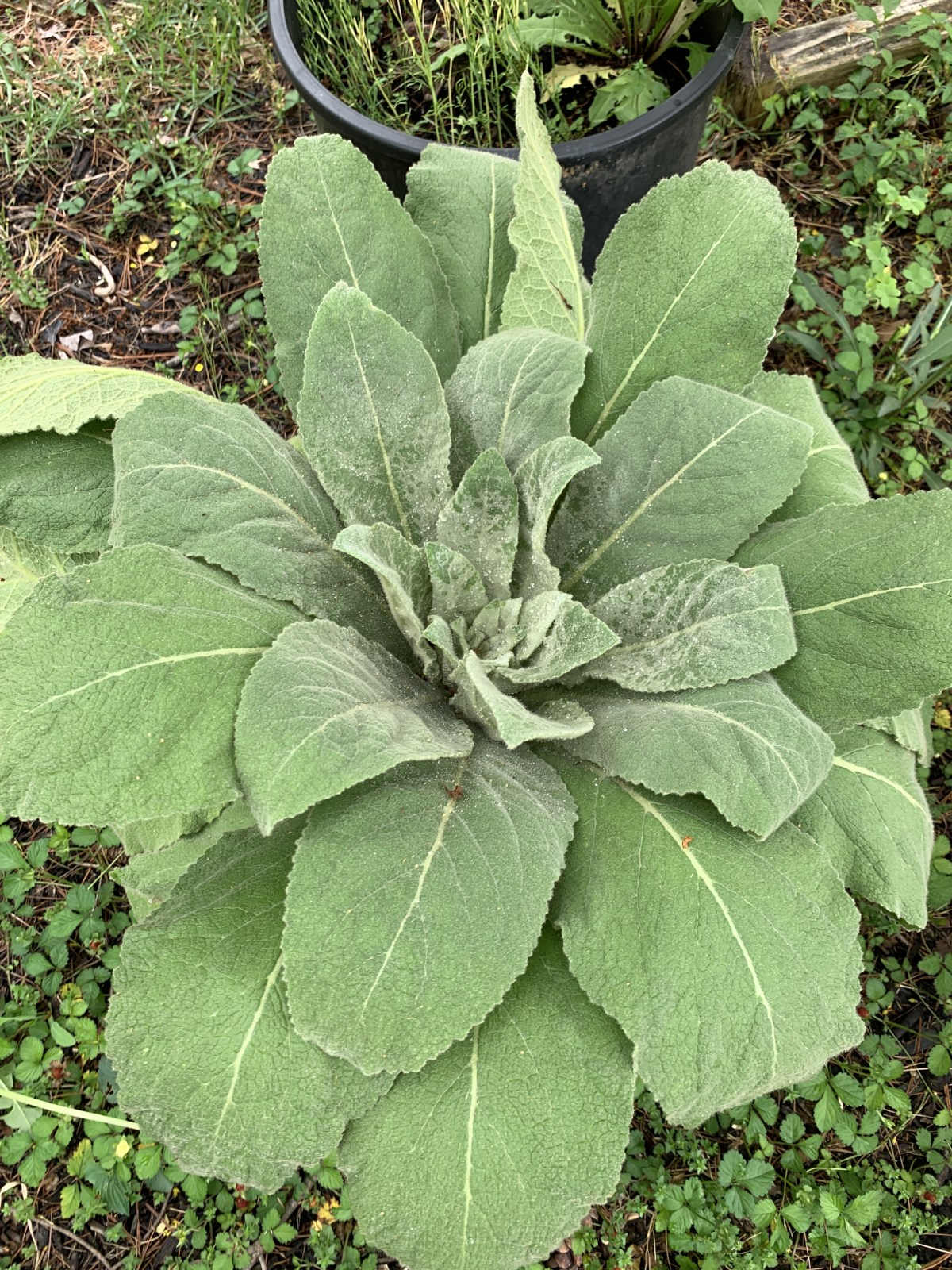 From Seed to Sip: Harvesting Mullein Leaves in Our Orchard – RJ Homestead