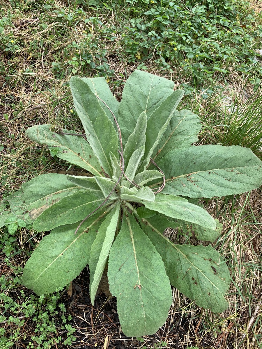 From Seed to Sip: Harvesting Mullein Leaves in Our Orchard – RJ Homestead