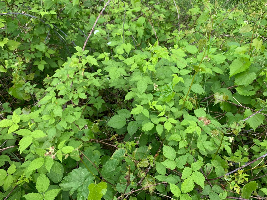 From Forest to Cup: The Magic of Wild Black Raspberry Leaf Tea – RJ ...