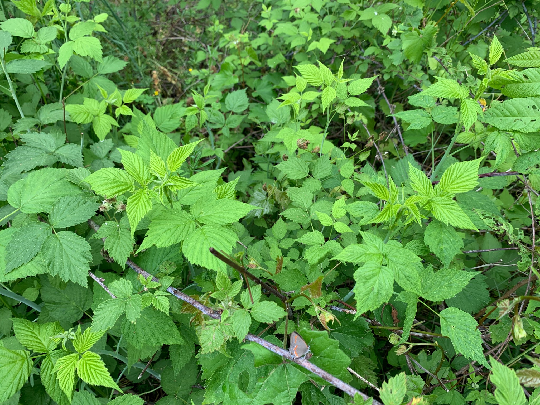 From Forest to Cup: The Magic of Wild Black Raspberry Leaf Tea – RJ ...