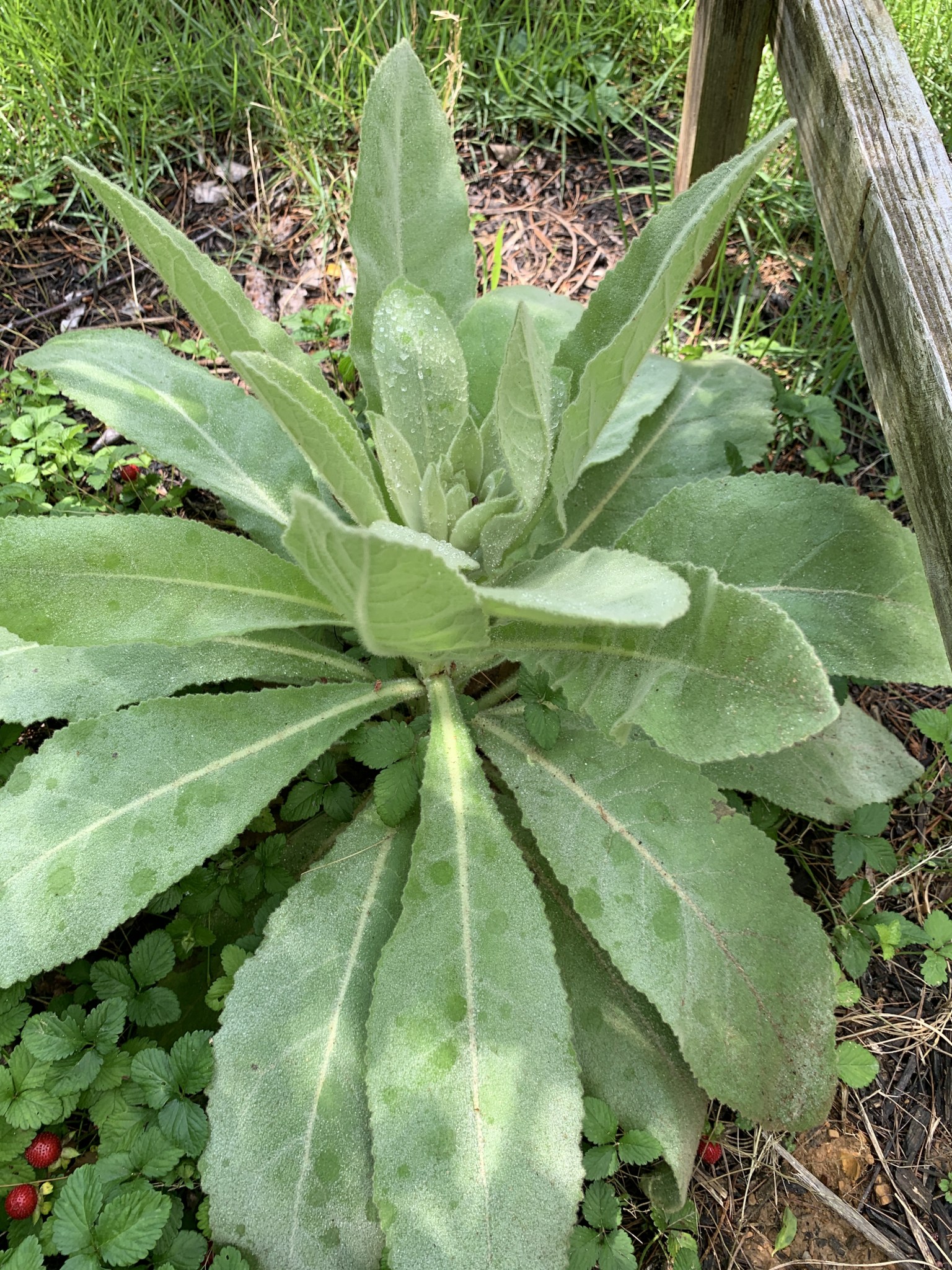 From Seed to Sip: Harvesting Mullein Leaves in Our Orchard – RJ Homestead