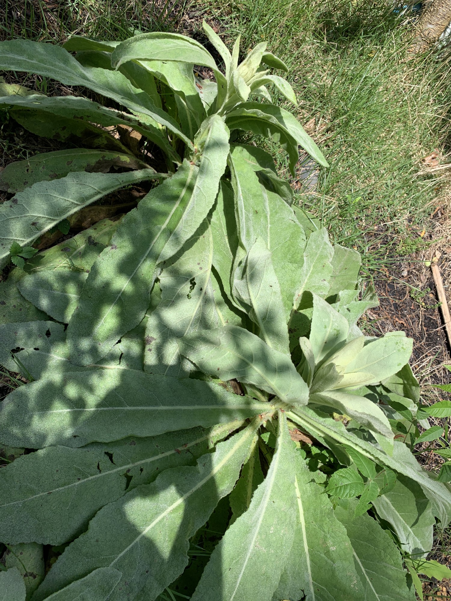 From Seed to Sip: Harvesting Mullein Leaves in Our Orchard – RJ Homestead