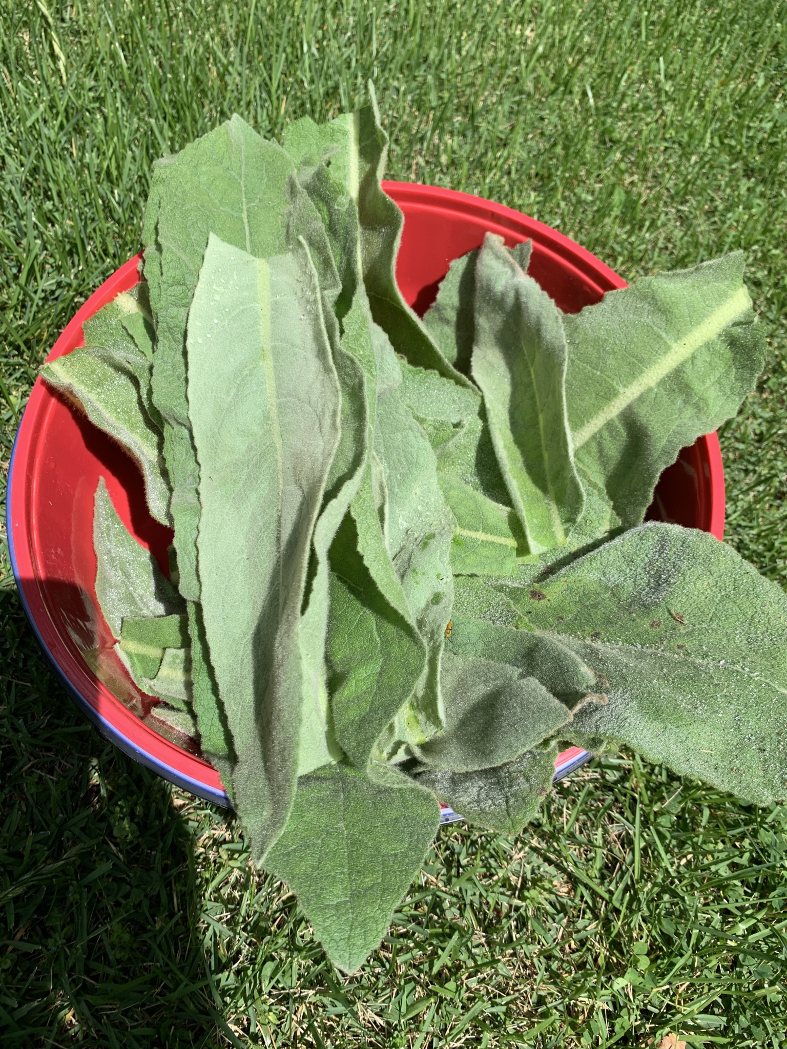 From Seed to Sip: Harvesting Mullein Leaves in Our Orchard – RJ Homestead