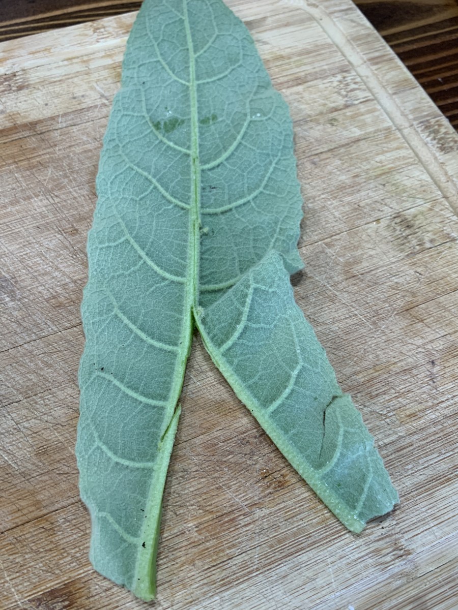 From Seed to Sip: Harvesting Mullein Leaves in Our Orchard – RJ Homestead