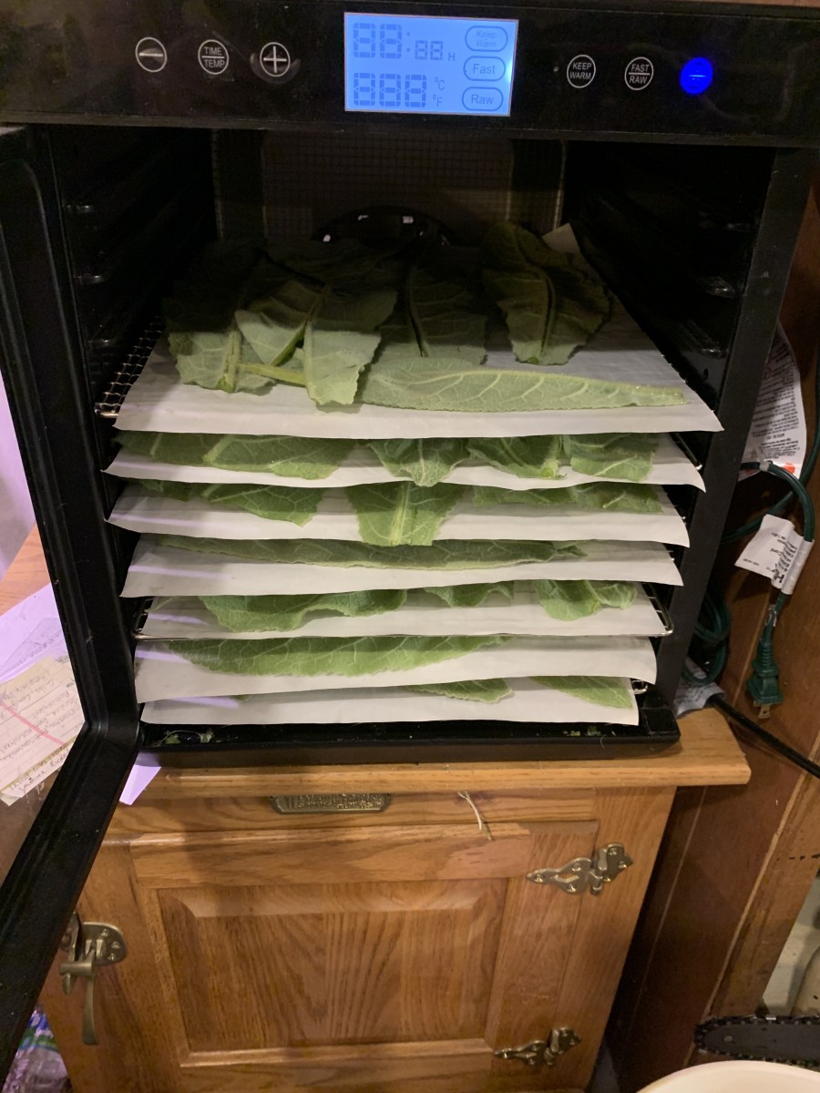 From Seed to Sip: Harvesting Mullein Leaves in Our Orchard – RJ Homestead