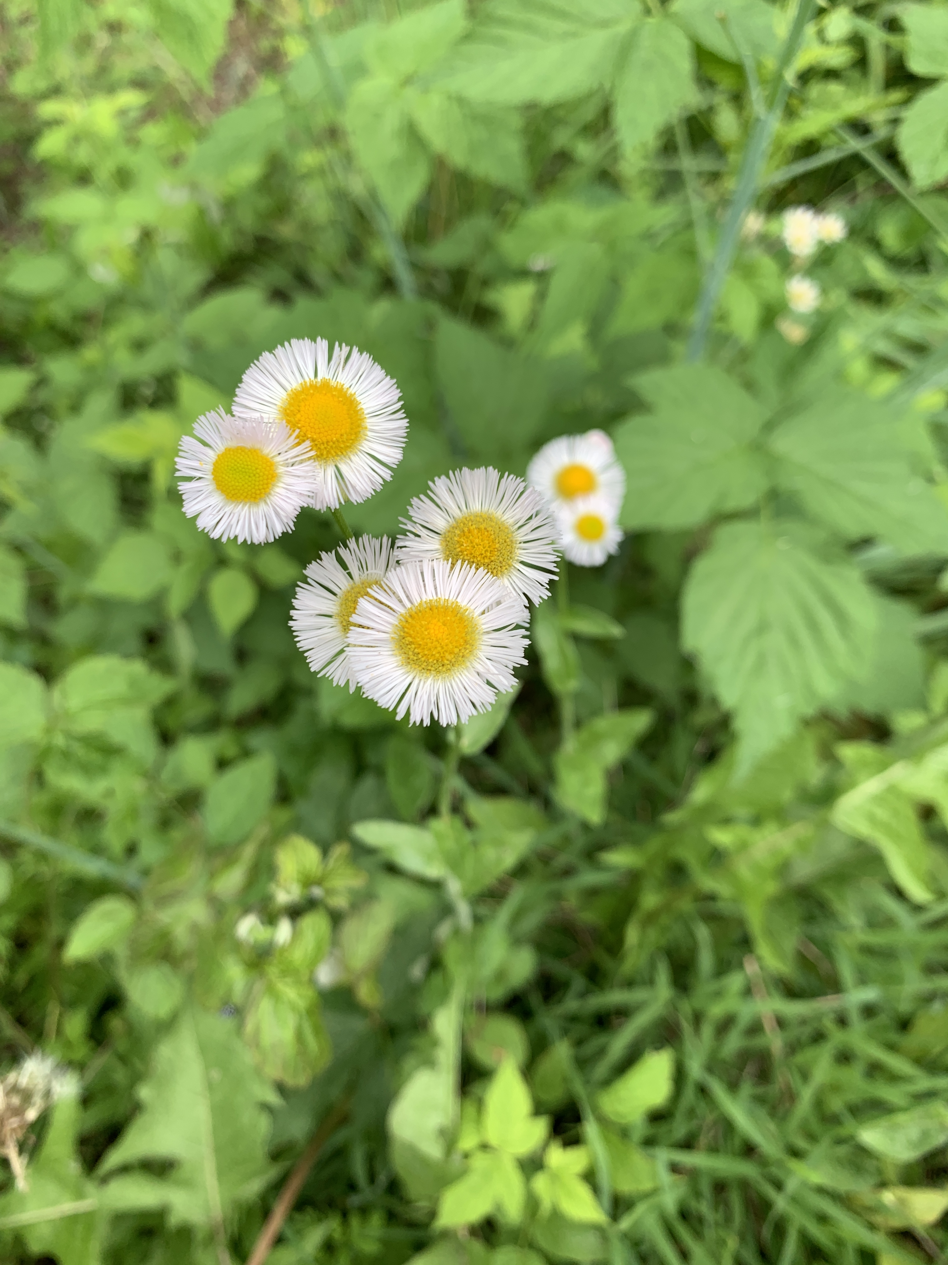From Pest to Teacup: The Unexpected Delights of Fleabane Foraging – RJ ...