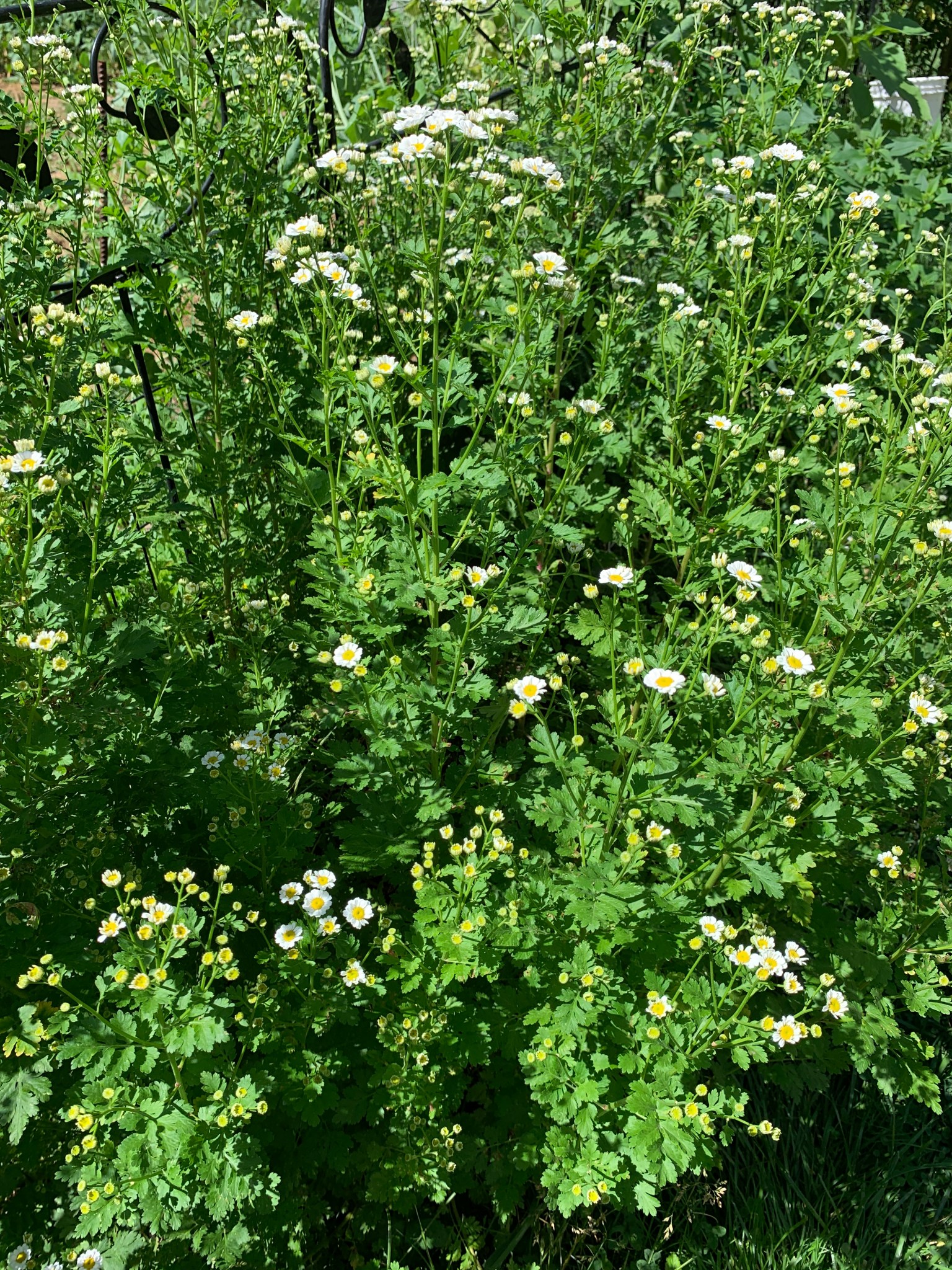 The Neverending Harvest: My Feverfew Frenzy and Its Endless Benefits ...