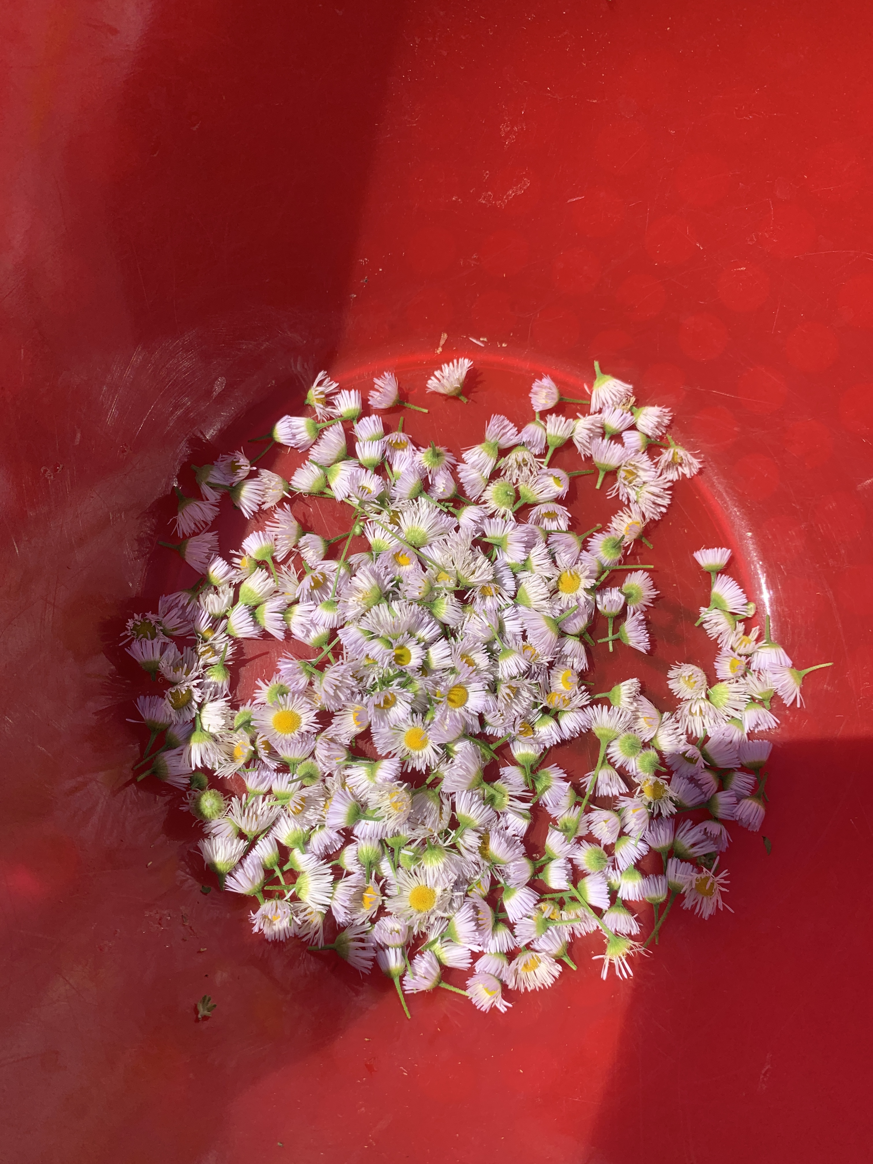 From Pest to Teacup: The Unexpected Delights of Fleabane Foraging – RJ ...