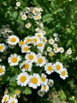 The Neverending Harvest: My Feverfew Frenzy and Its Endless Benefits ...