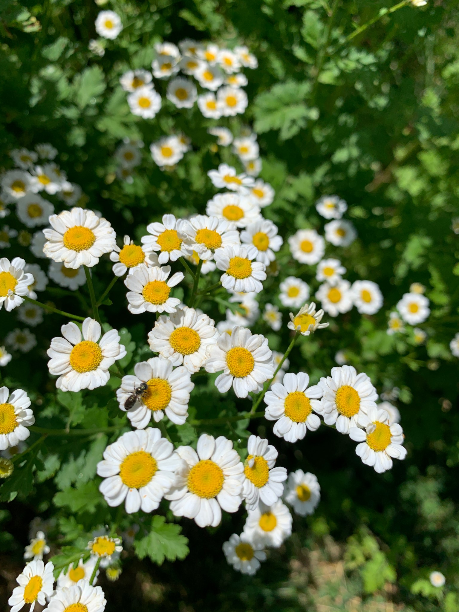 The Neverending Harvest: My Feverfew Frenzy and Its Endless Benefits ...