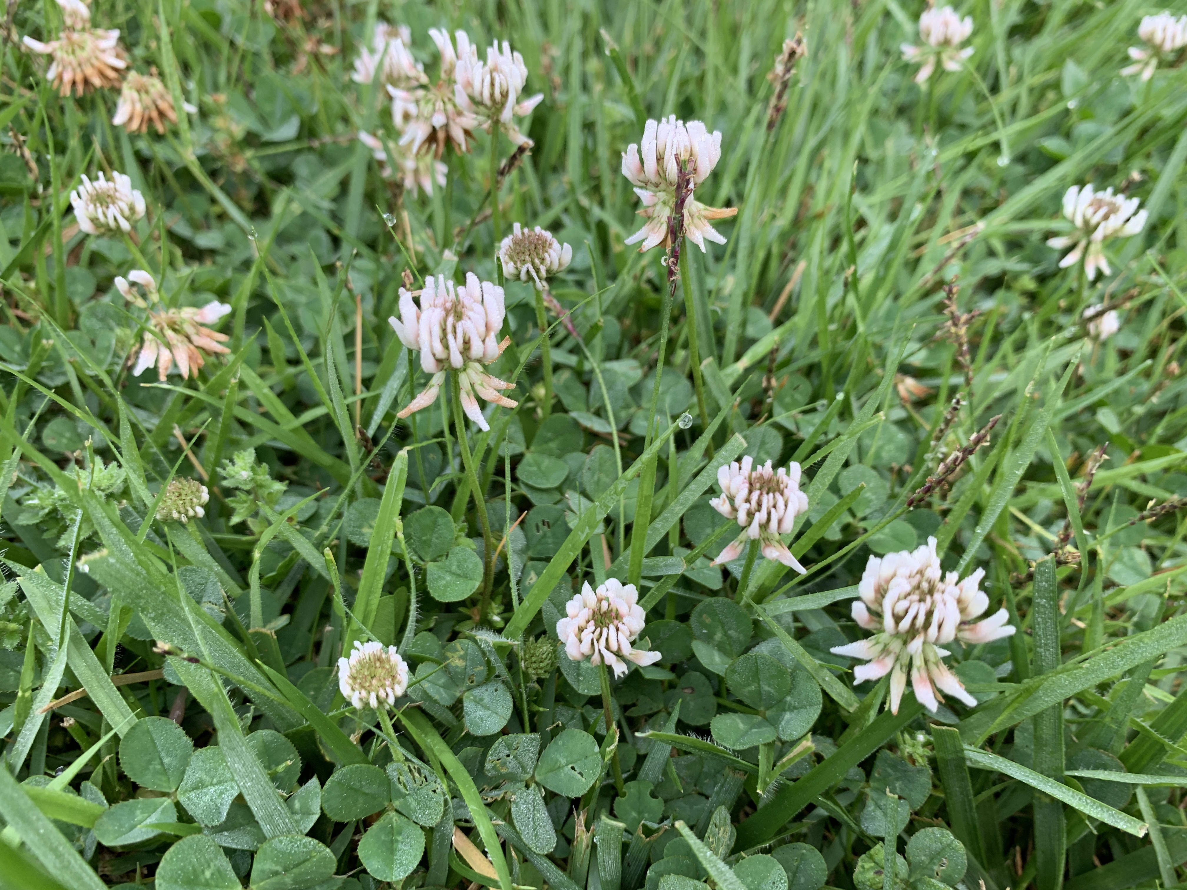 A Clover Crop of Our Own: Harvesting Nature’s Bounty – RJ Homestead