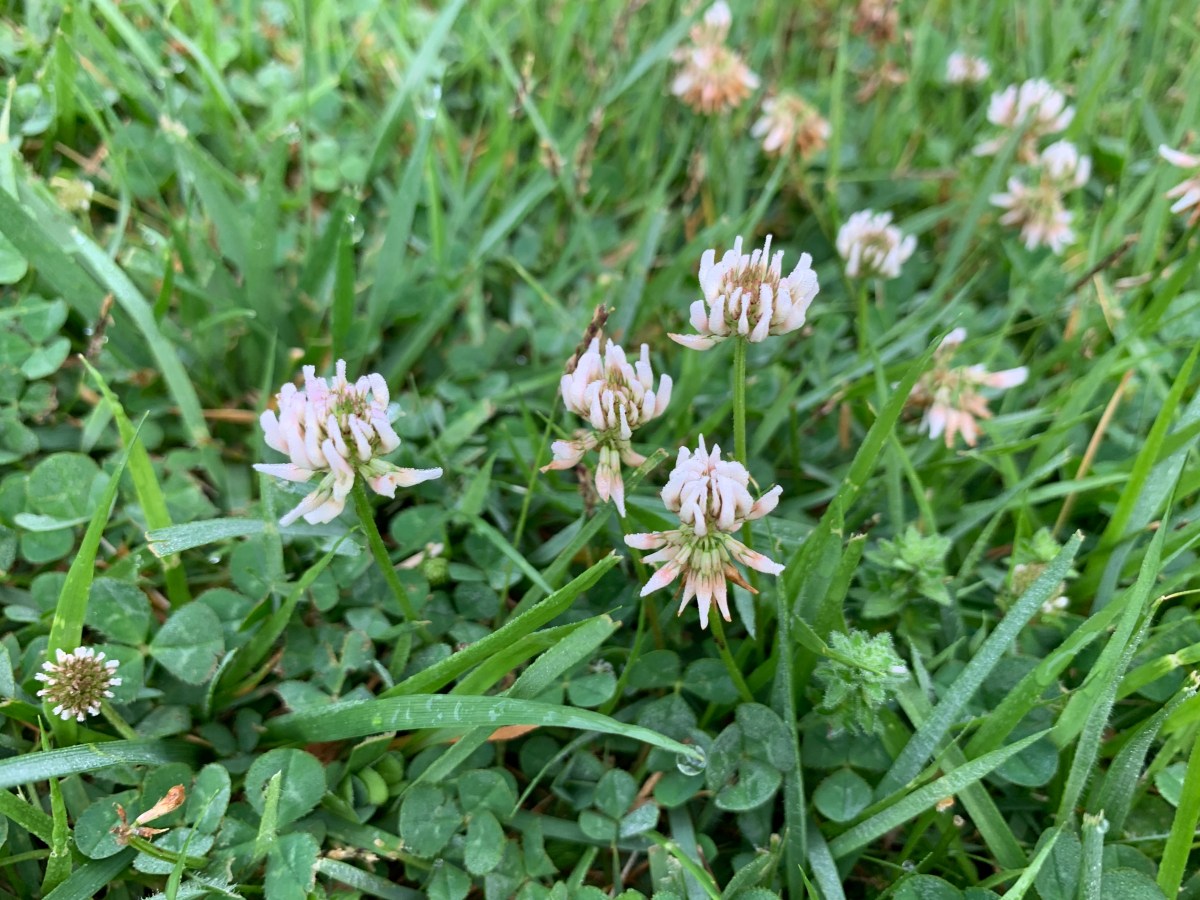 A Clover Crop of Our Own: Harvesting Nature’s Bounty – RJ Homestead
