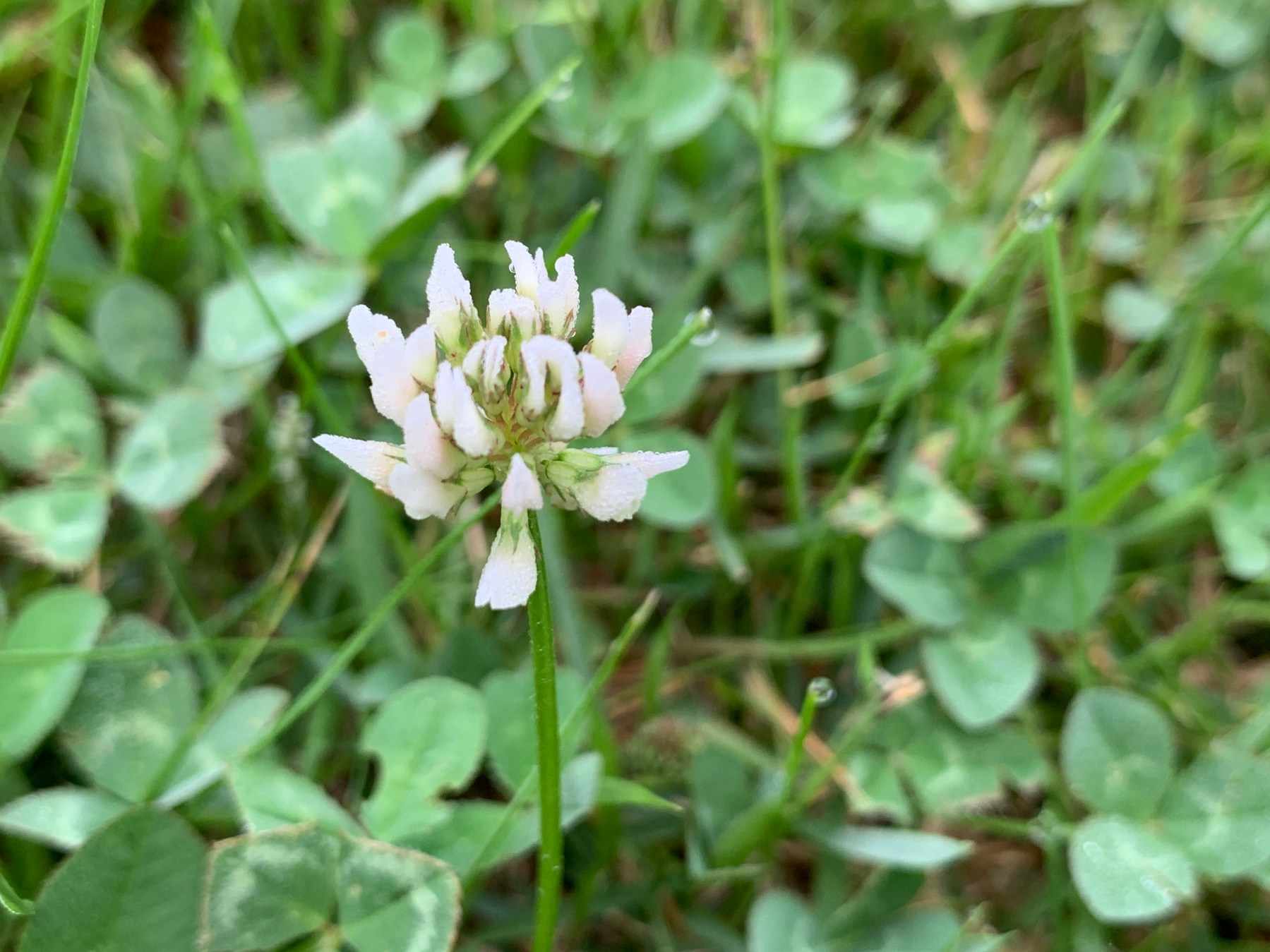 A Clover Crop of Our Own: Harvesting Nature’s Bounty – RJ Homestead