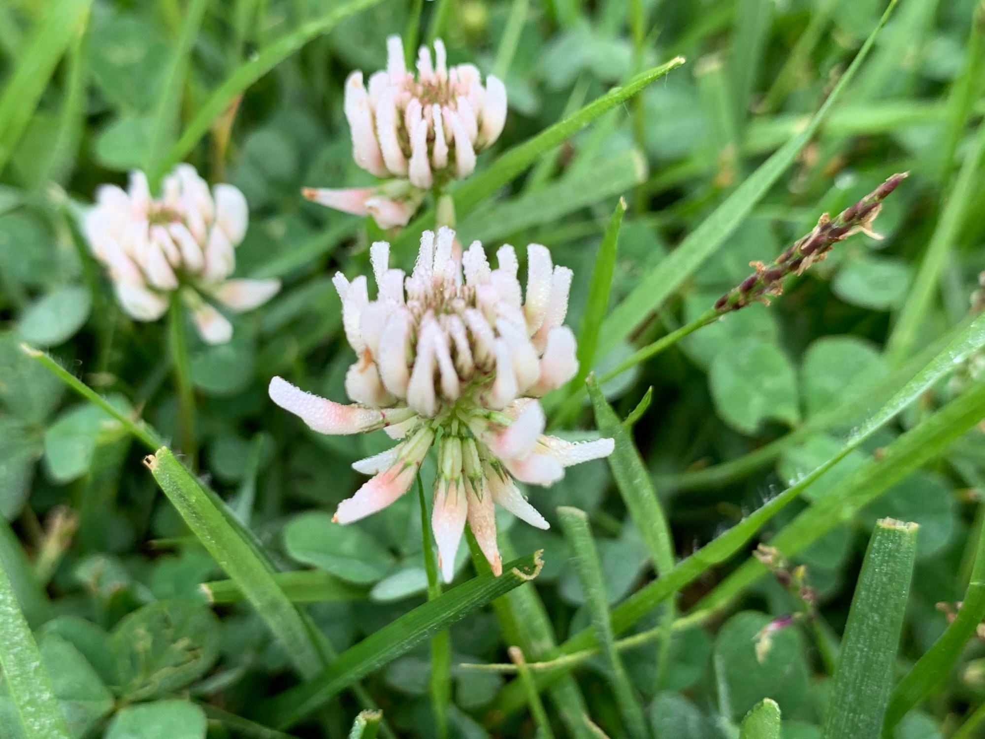 A Clover Crop of Our Own: Harvesting Nature’s Bounty – RJ Homestead