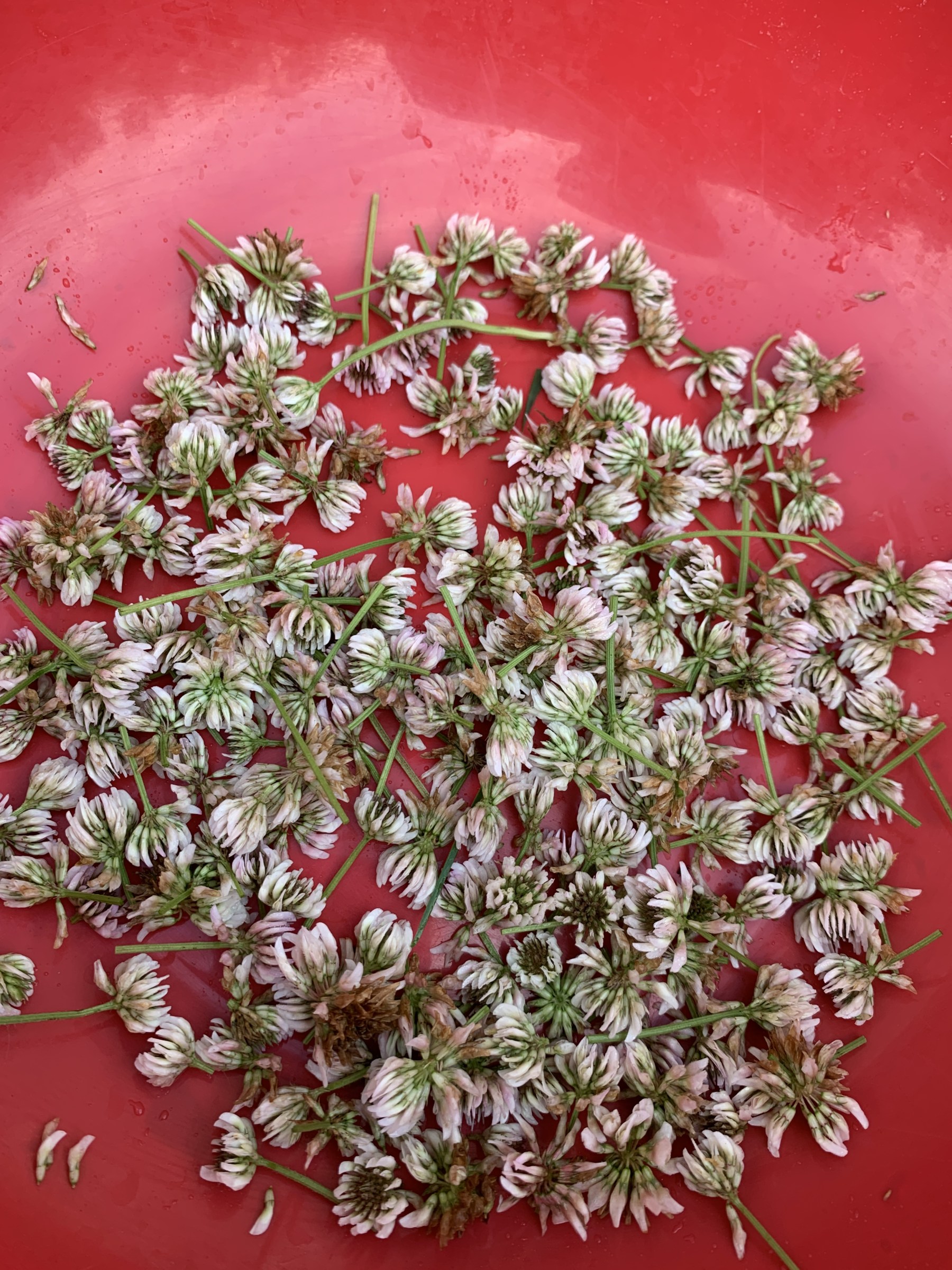 A Clover Crop of Our Own: Harvesting Nature’s Bounty – RJ Homestead