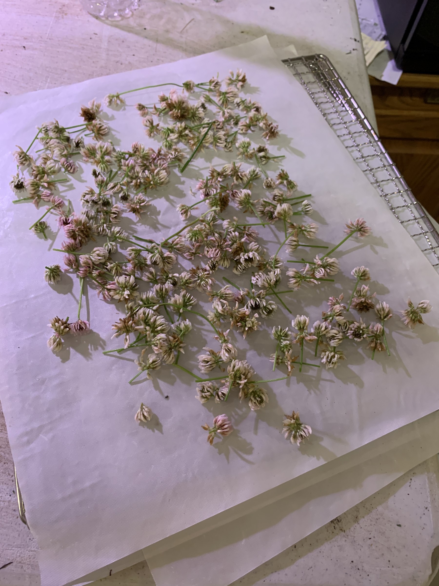 A Clover Crop of Our Own: Harvesting Nature’s Bounty – RJ Homestead
