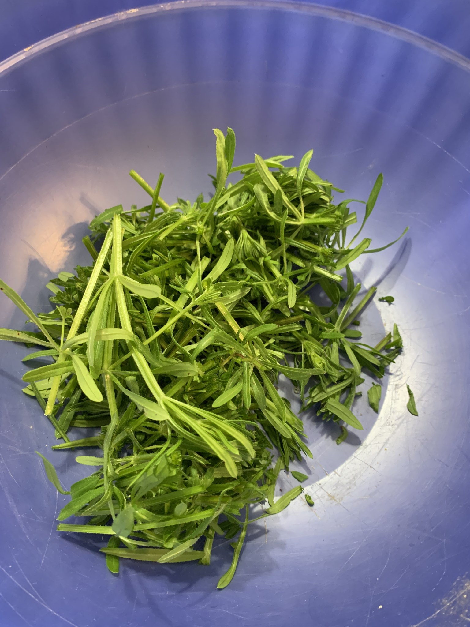 Cleavers Season: Harvesting, History, and Our Daily Spring Tonic – RJ ...