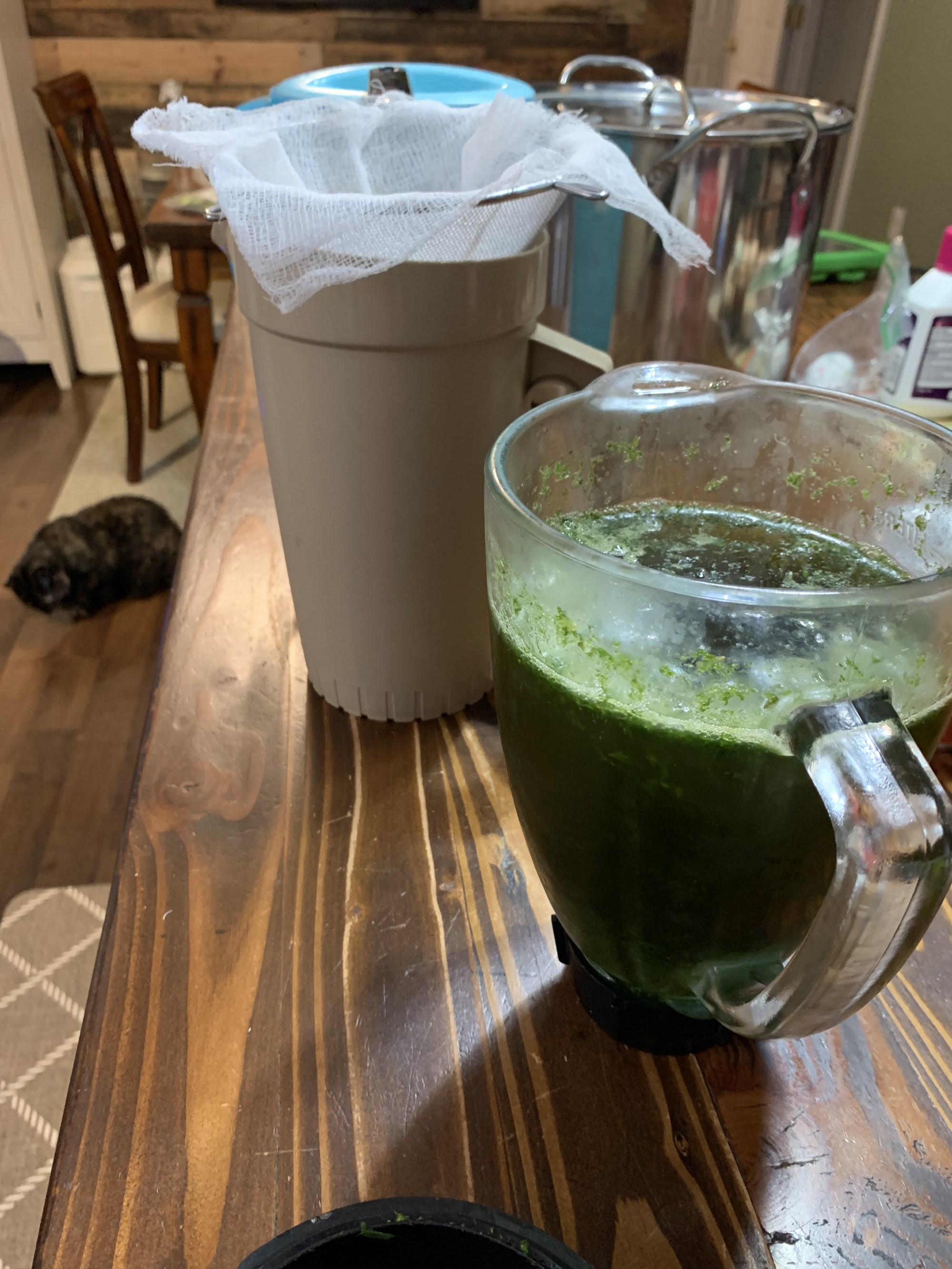 Cleavers Season: Harvesting, History, and Our Daily Spring Tonic – RJ ...