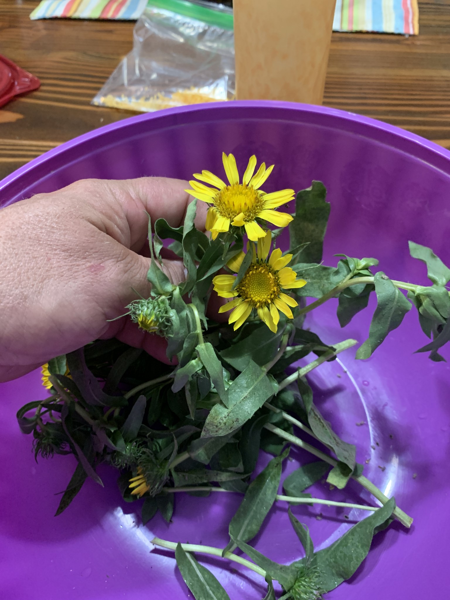 Discovering Curlycup Gumweed: A New Star in Our Medicinal Garden – RJ ...